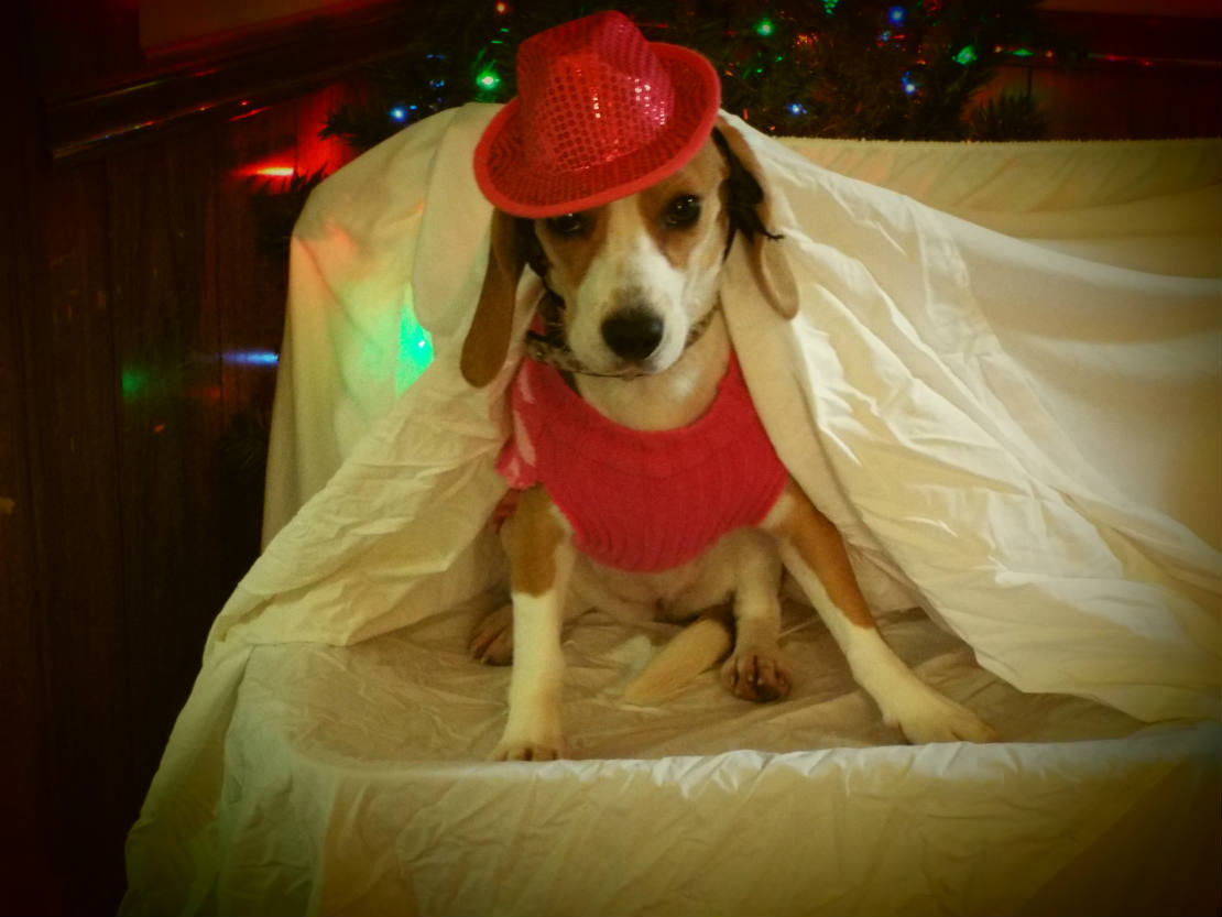 Solve cissy sheriff/pimp jigsaw puzzle online with 35 pieces