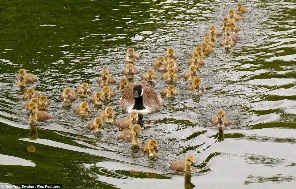 Solve Canada Goose creche jigsaw puzzle online with 150 pieces