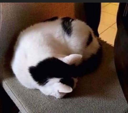 Solve cat or panda? jigsaw puzzle online with 42 pieces