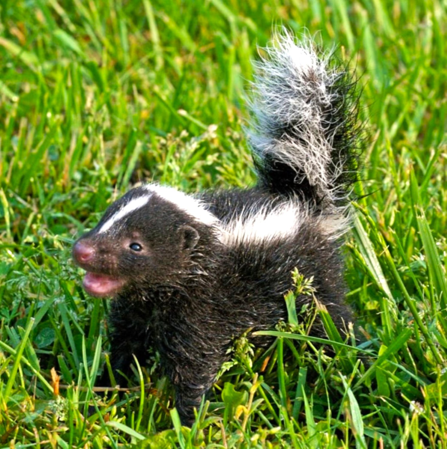 Solve Baby Skunk jigsaw puzzle online with 144 pieces