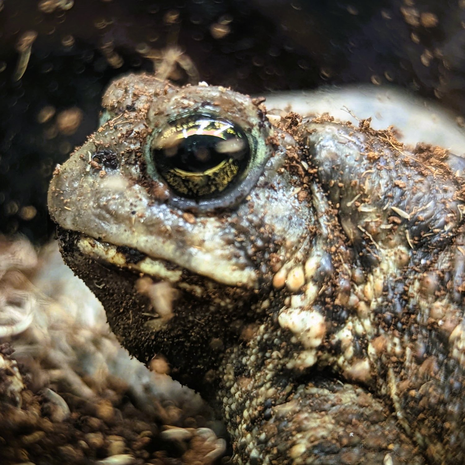 Jigsaw Puzzle | 100 pieces | Amphibian Pose | Jigidi