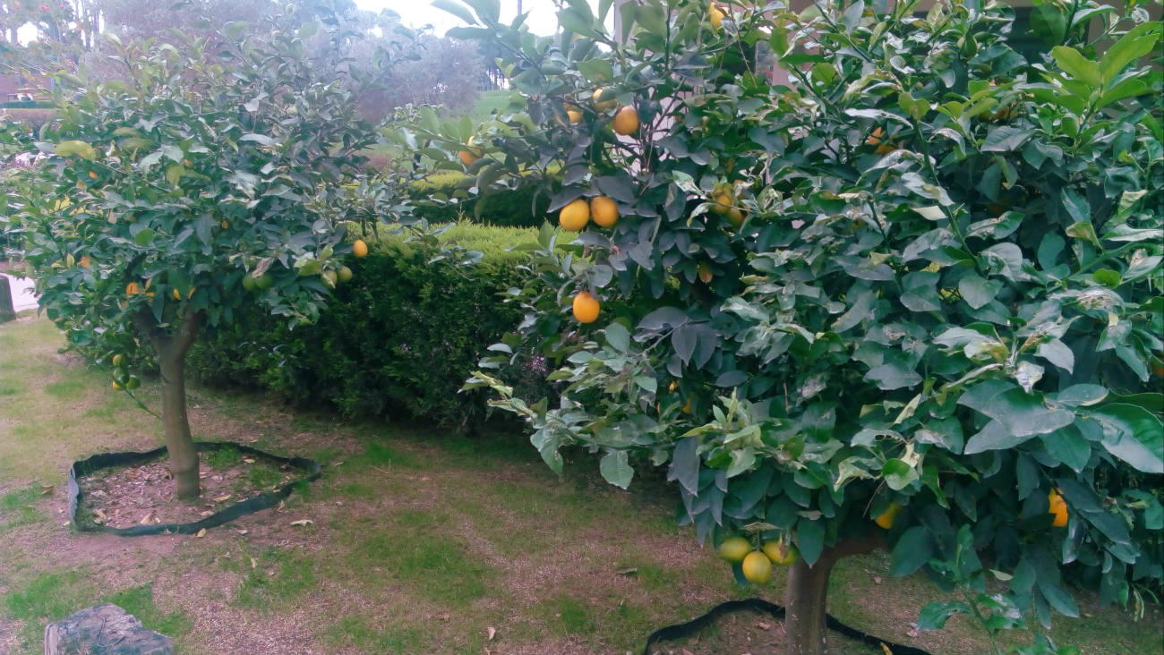 Solve Lemon trees jigsaw puzzle online with 91 pieces