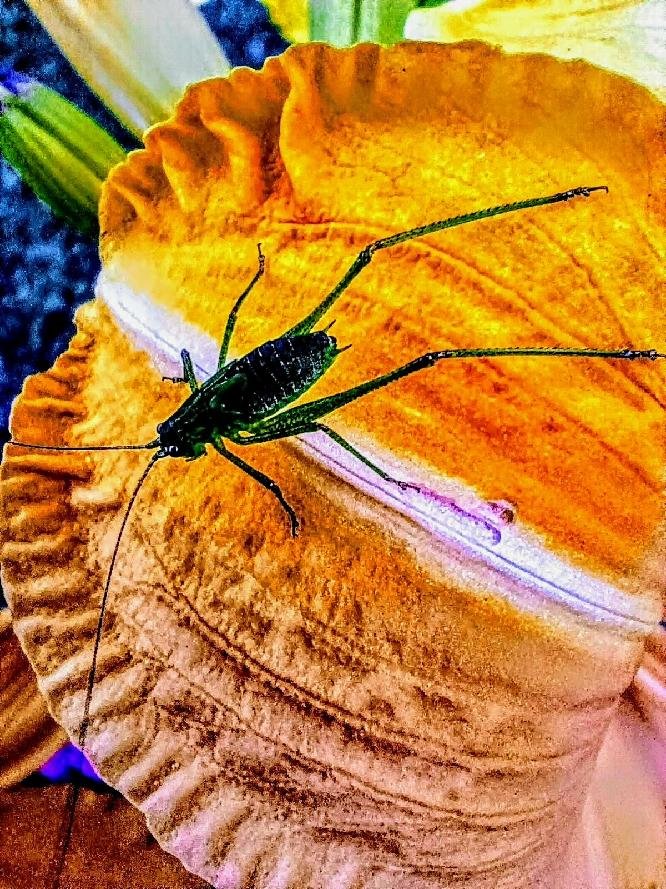 Solve 🦗🌻 A grasshopper on the flowers 🌻🦗 jigsaw puzzle online with 20 ...