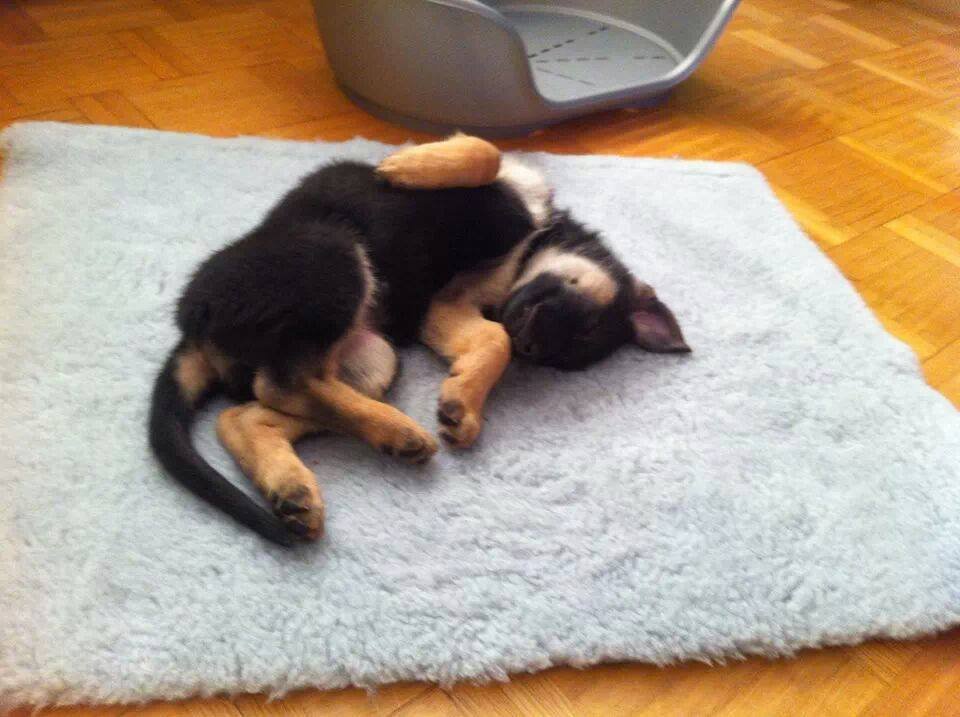 Solve Relaxed 1 jigsaw puzzle online with 70 pieces