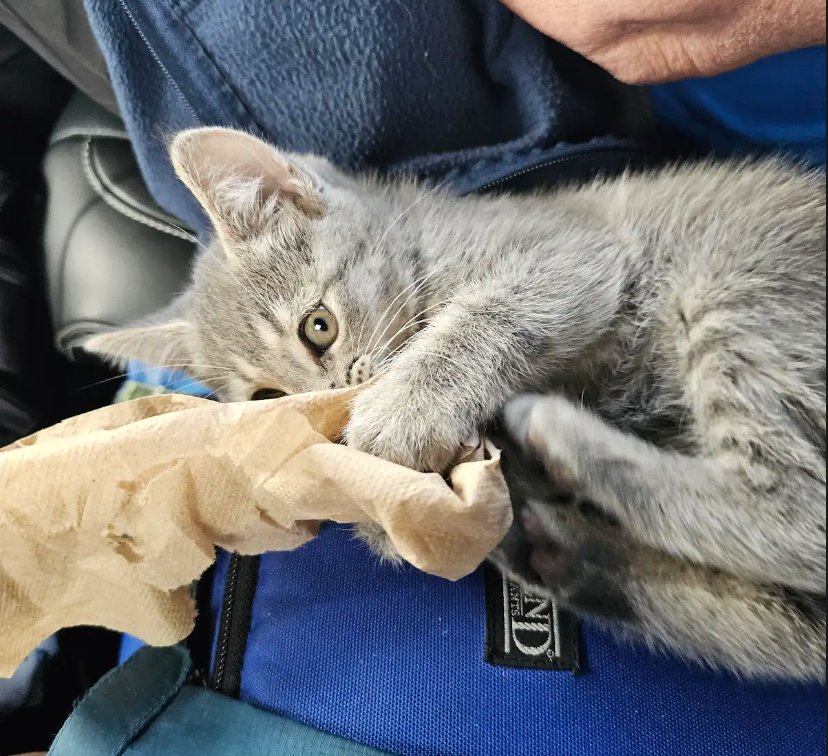 Solve Kitty jigsaw puzzle online with 25 pieces