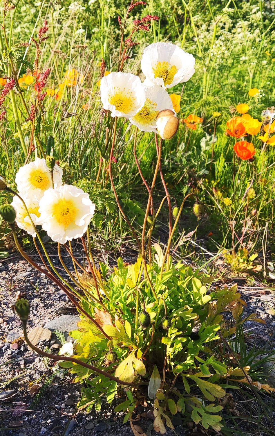 Solve Arktischer Mohn (Papaver radicatum) jigsaw puzzle online with 40 ...