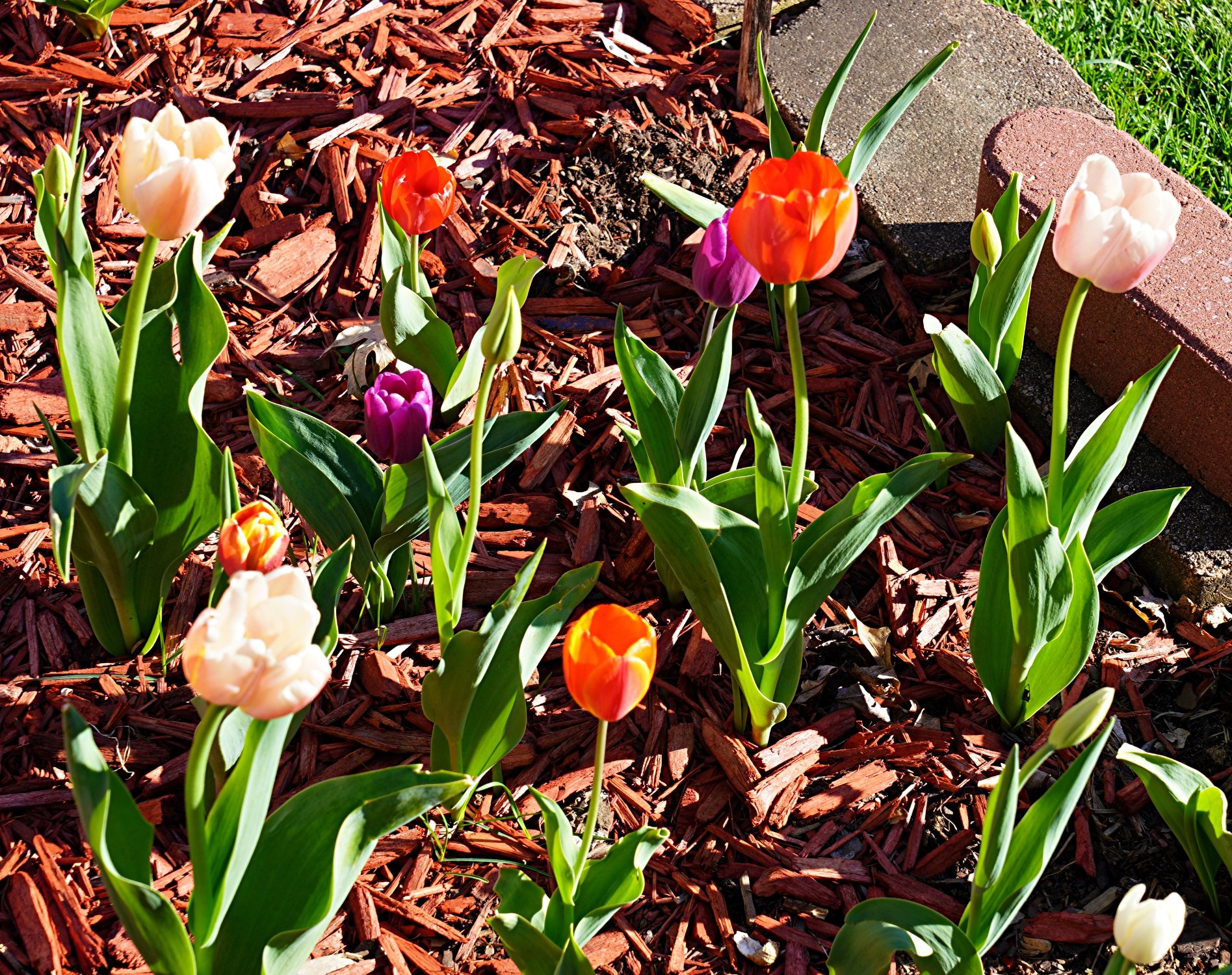 Solve Spring Flowers jigsaw puzzle online with 252 pieces