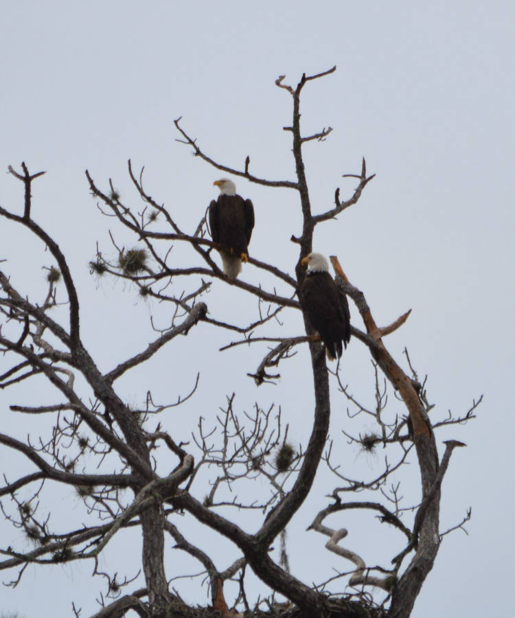 Solve Eagles jigsaw puzzle online with 72 pieces