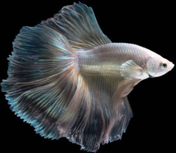 Solve Siamese Fighting Fish jigsaw puzzle online with 72 pieces