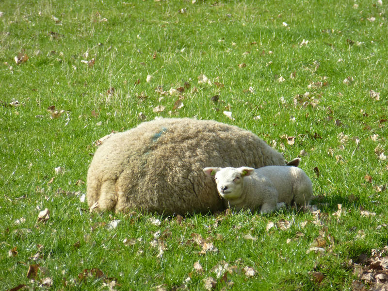 Solve Spring, sheep, lambs... behind my mum, I''m out of the wind ...