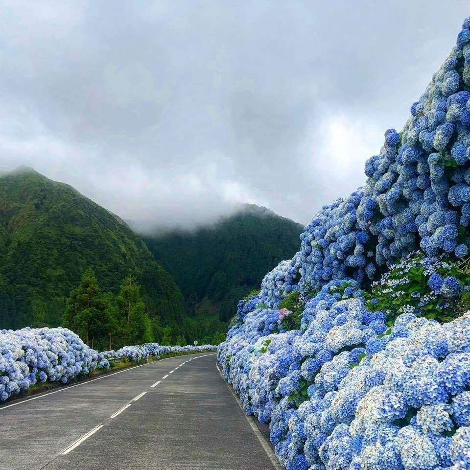 Solve Hydrangeas Paradise...Azores. jigsaw puzzle online with 64 pieces