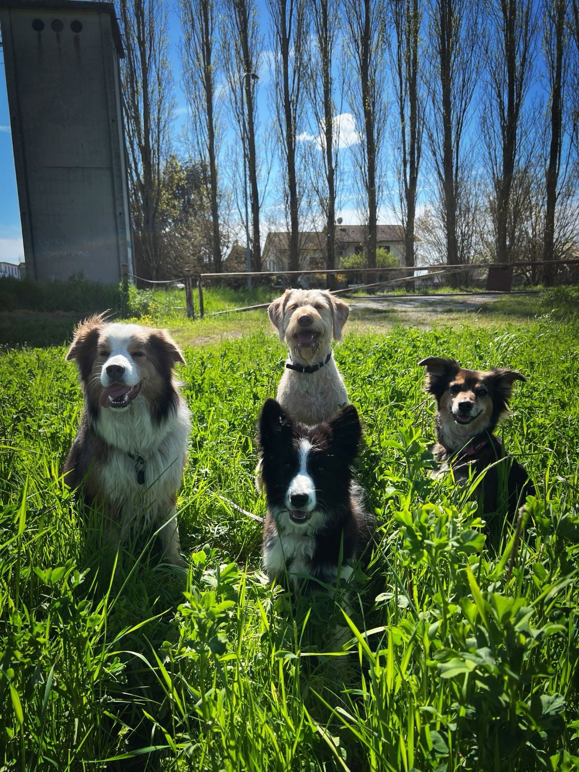 Solve dogs jigsaw puzzle online with 221 pieces