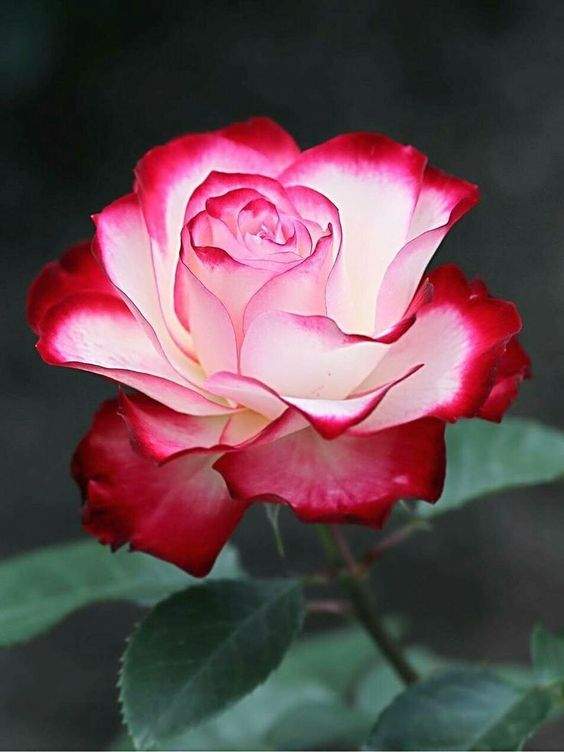 Jigsaw Puzzle | Růže | 35 pieces | Jigidi