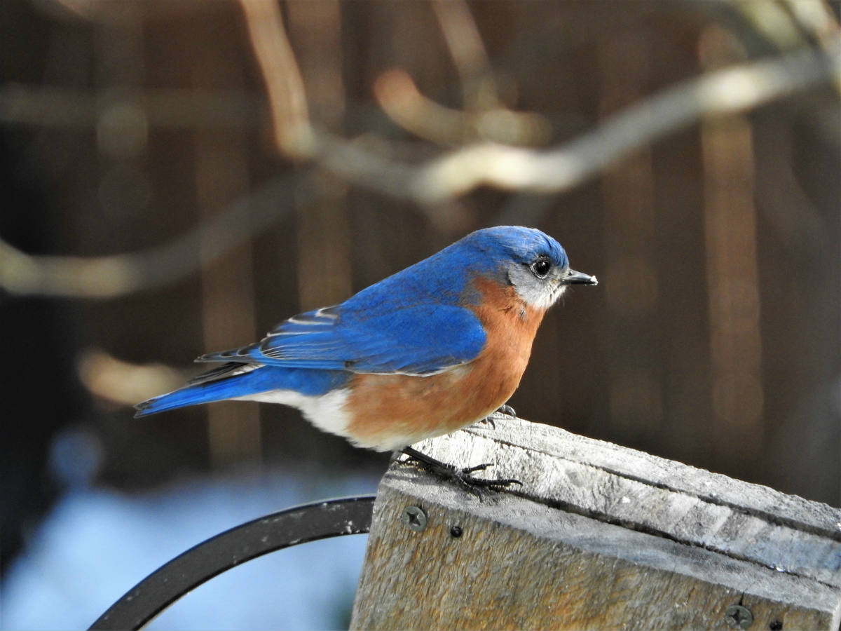 Solve Bluebird, one of many that appeared this day. jigsaw puzzle ...