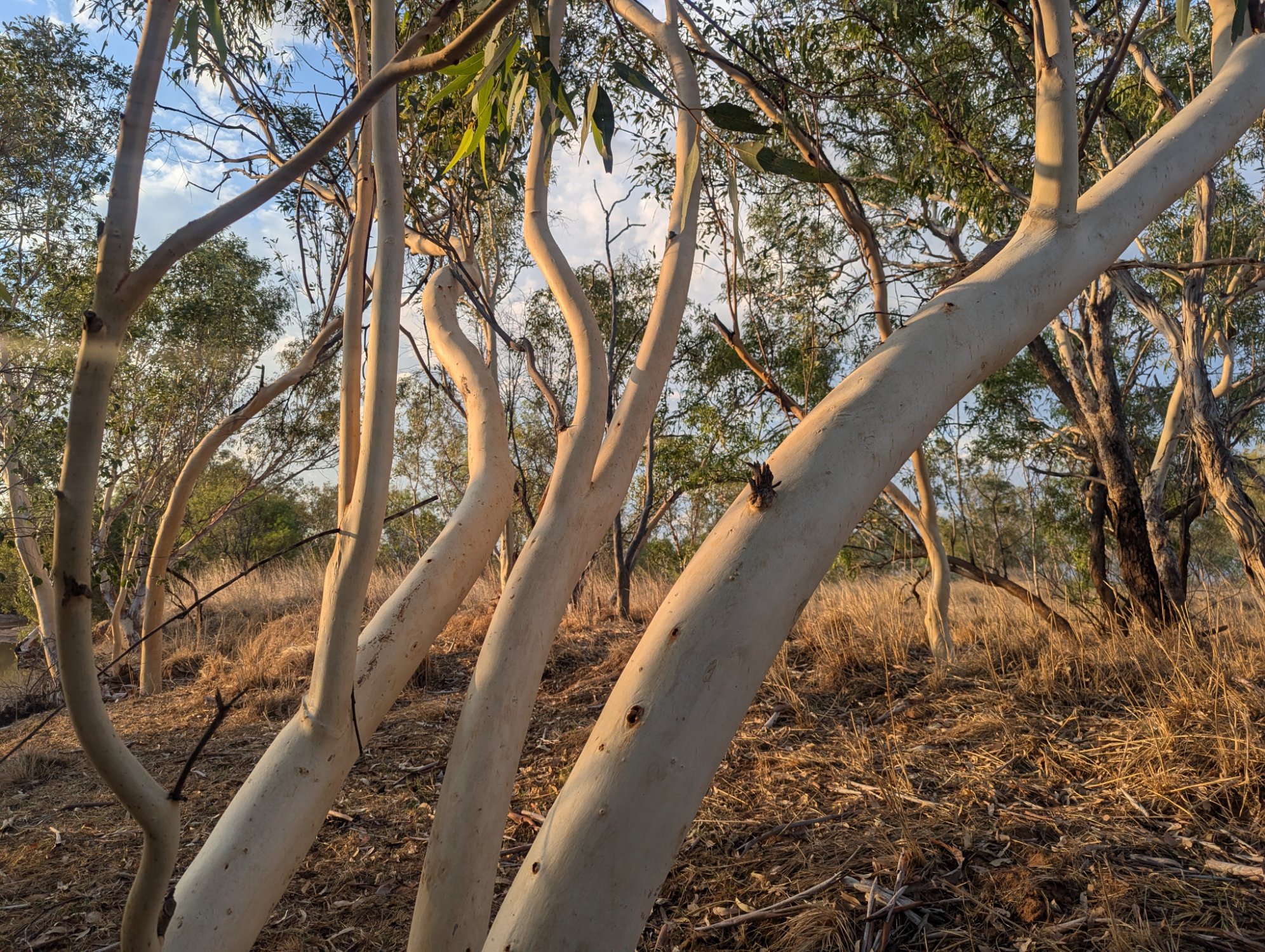 Solve Trees jigsaw puzzle online with 336 pieces