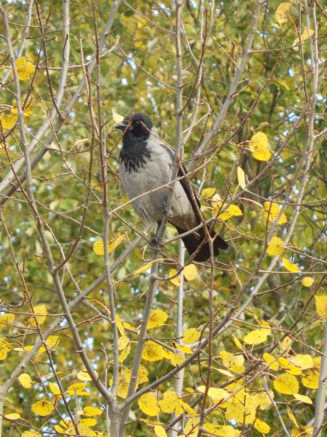 Solve Crow in a tree jigsaw puzzle online with 99 pieces