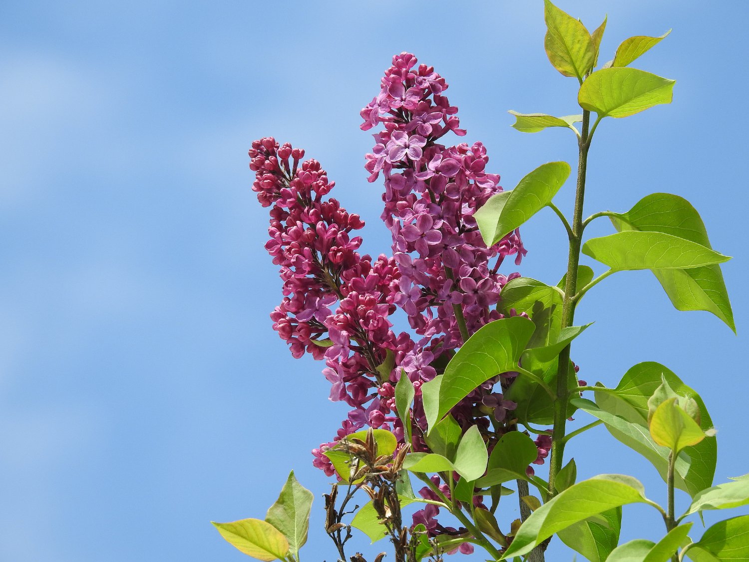 Solve different shades of lilac jigsaw puzzle online with 12 pieces