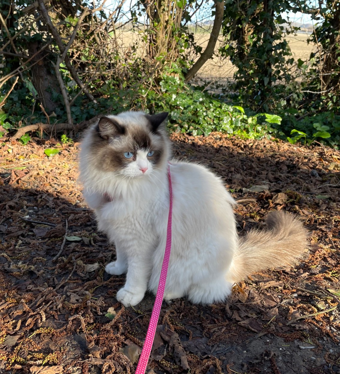 Puzzle | 90 piezas | Annabelle the Ragdoll Walk Time | Jigidi