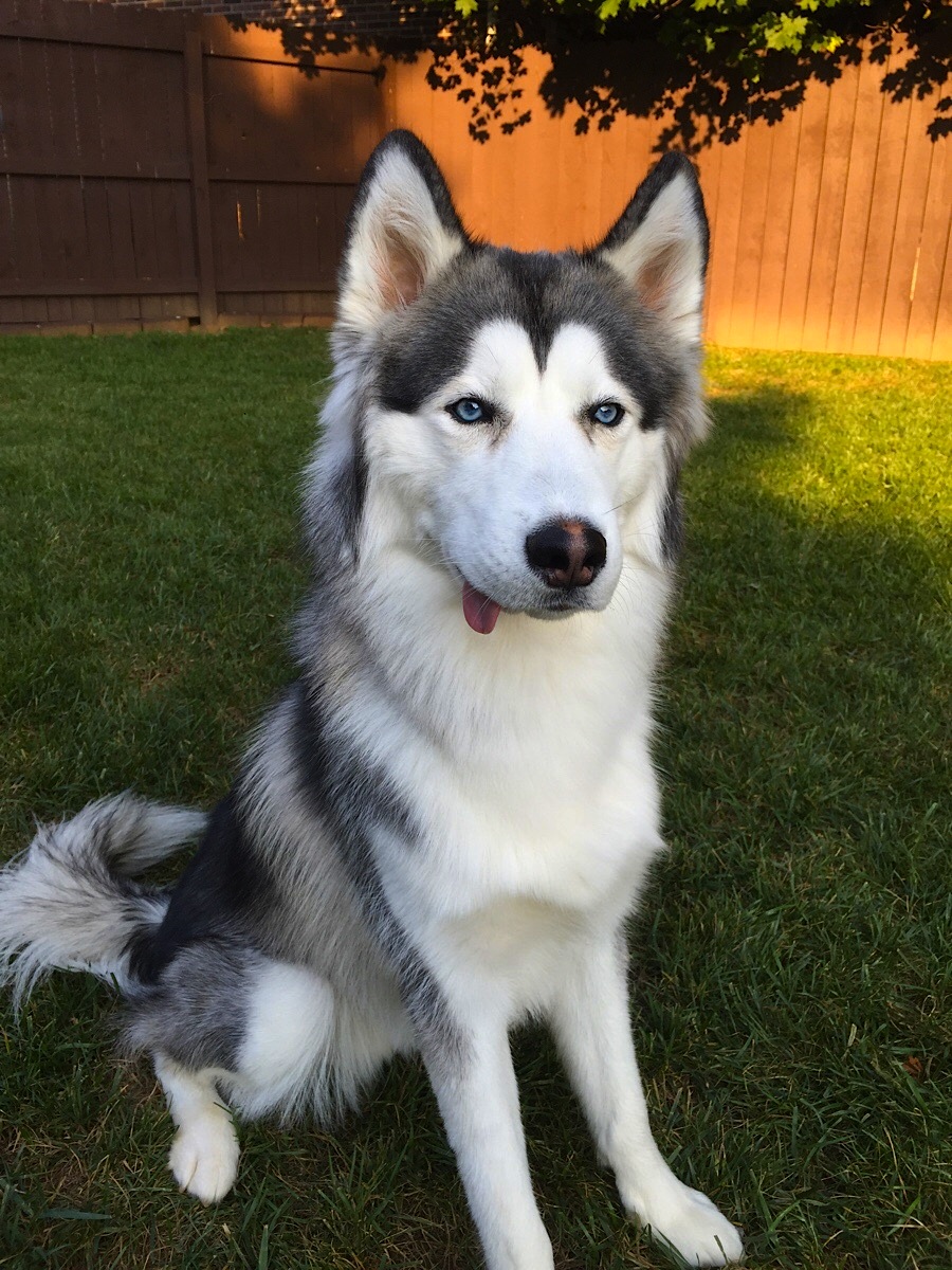 Solve Husky Derp jigsaw puzzle online with 252 pieces