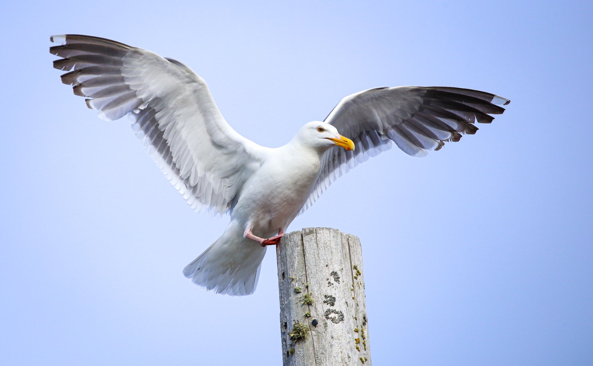 Solve POLE DANCING GULL jigsaw puzzle online with 77 pieces