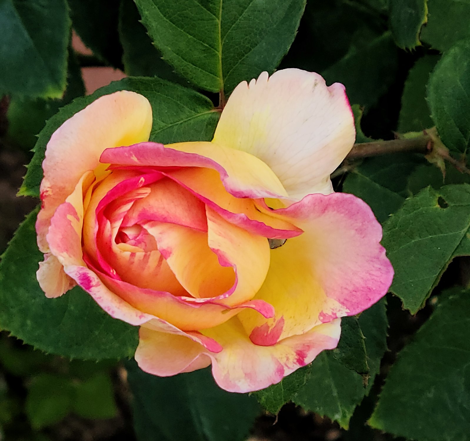 Solve Multi-colored Rose Blossom jigsaw puzzle online with 72 pieces