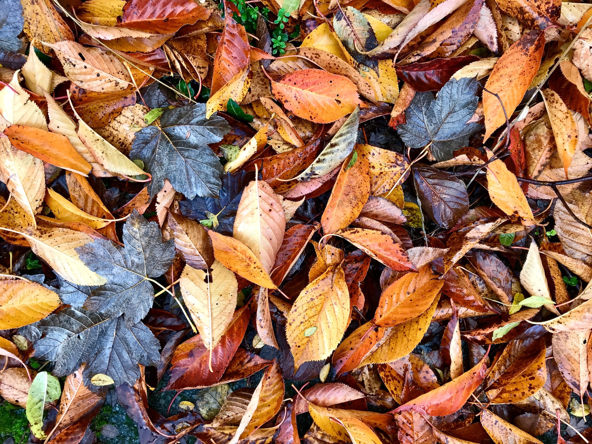 Solve Autumn Leaf Challenge jigsaw puzzle online with 99 pieces