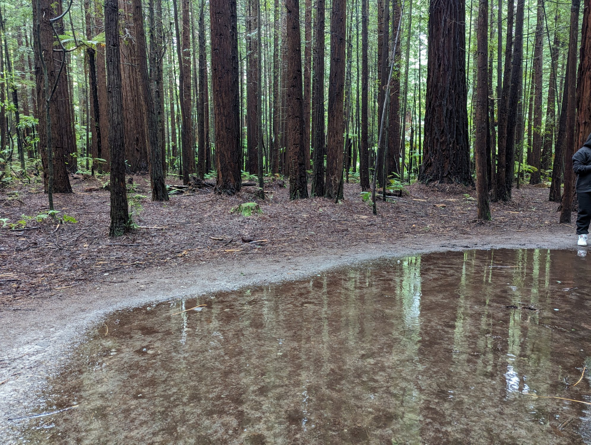 Solve puddle jigsaw puzzle online with 336 pieces