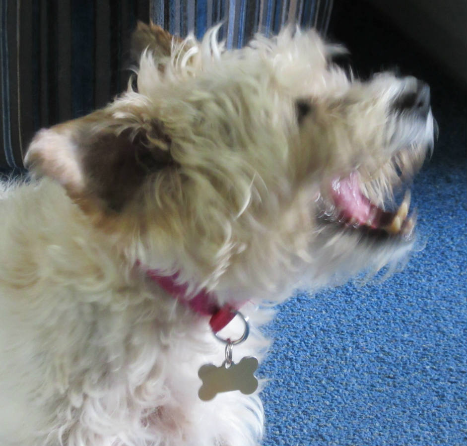 Solve I'm laughing!! jigsaw puzzle online with 36 pieces