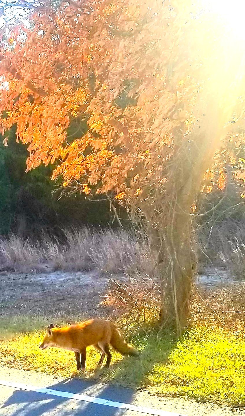 Solve Fox in Golden Afternoon, Sandy Hook, NPS, NJ jigsaw puzzle online with 66 pieces