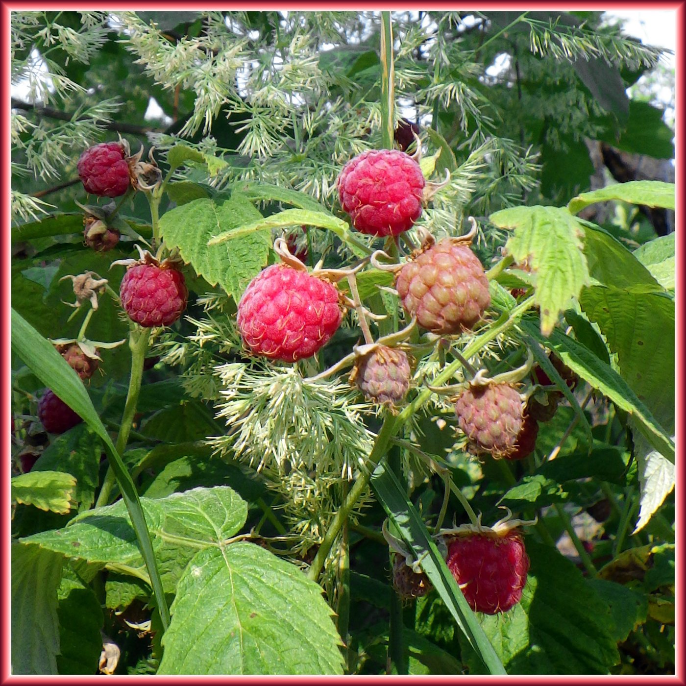 Solve Raspberries jigsaw puzzle online with 49 pieces