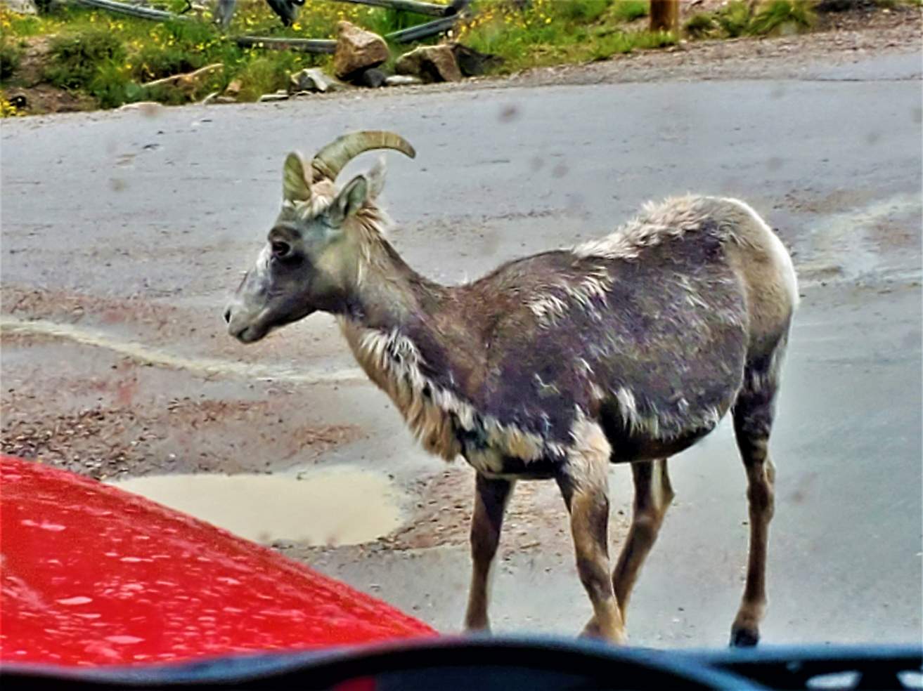Solve Mountain Goat jigsaw puzzle online with 30 pieces