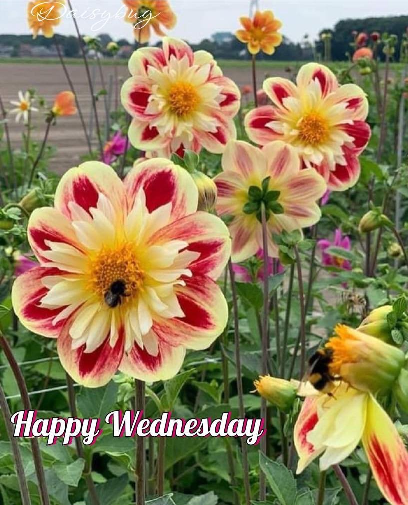 Solve Good Morning - Happy Wednesday! jigsaw puzzle online with 63 pieces