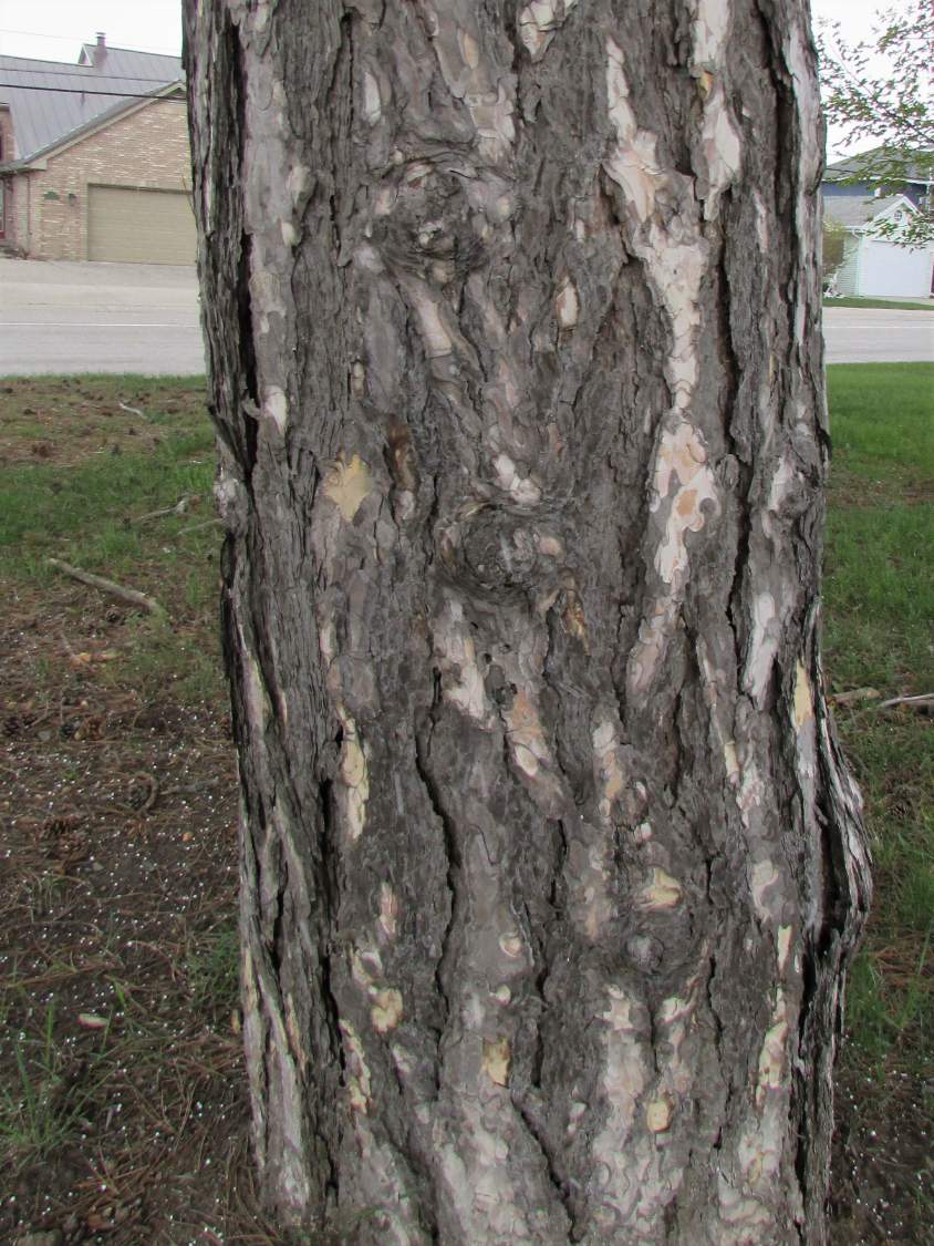 Solve Tree Bark jigsaw puzzle online with 48 pieces