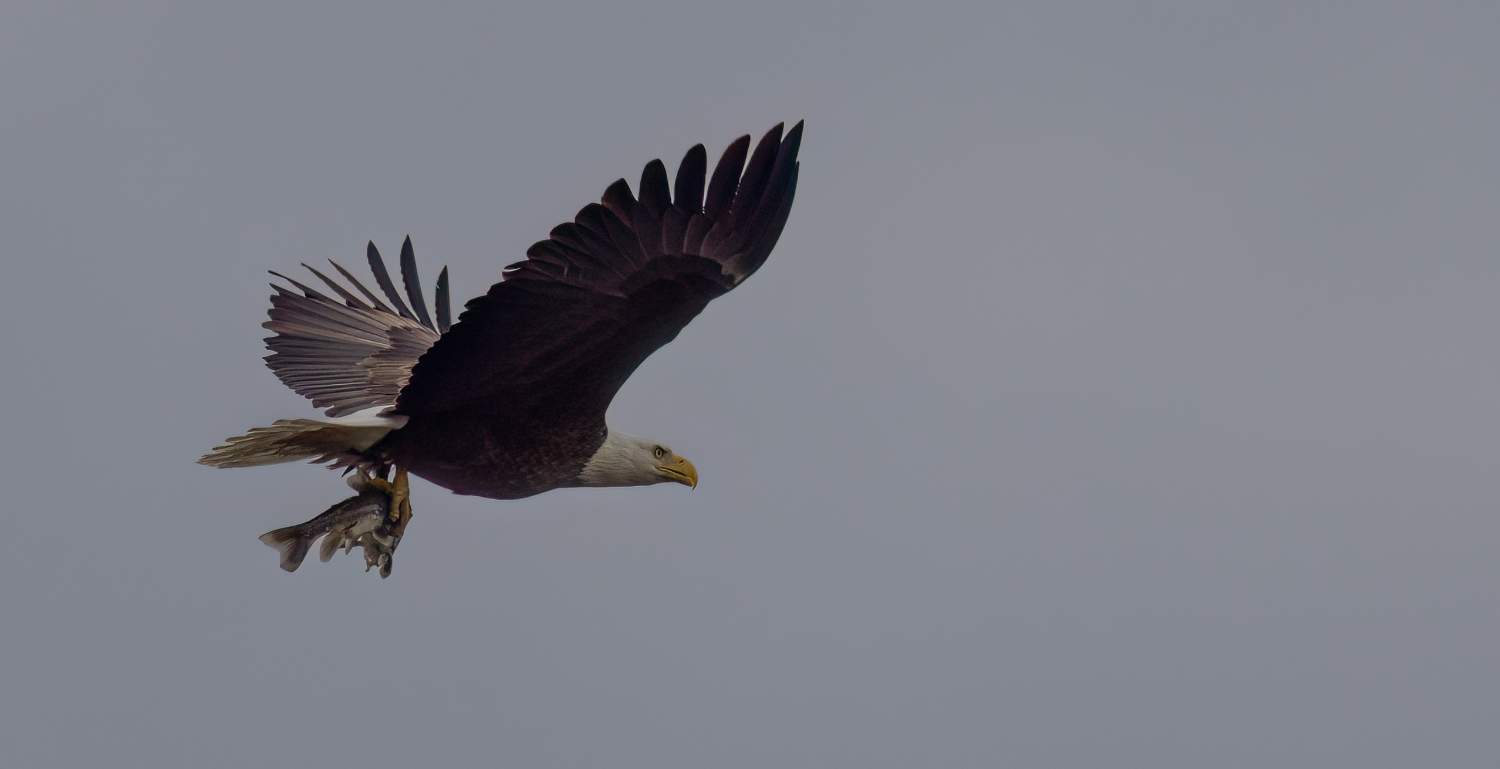 Solve Adult Bald Eagle with fish jigsaw puzzle online with 72 pieces