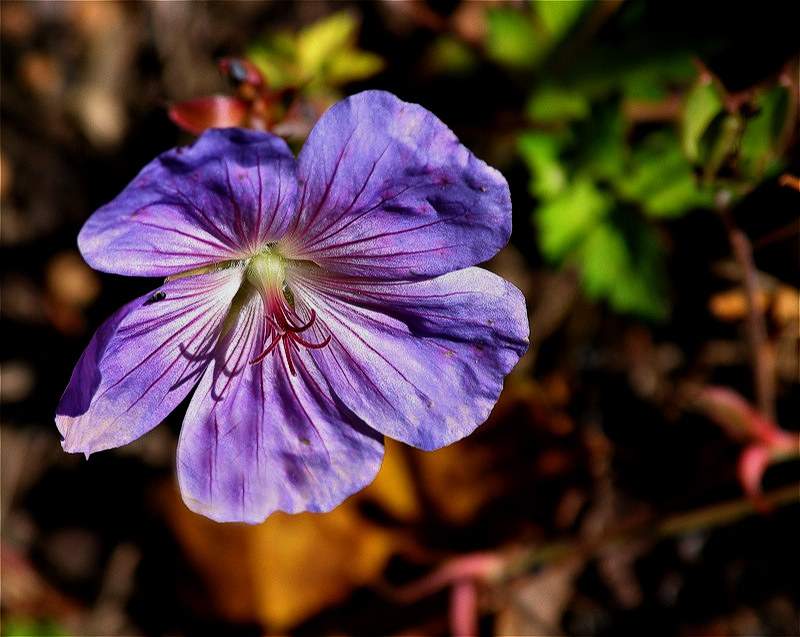 Jigsaw Puzzle | Creeping Geranium_ | 80 pieces | Jigidi