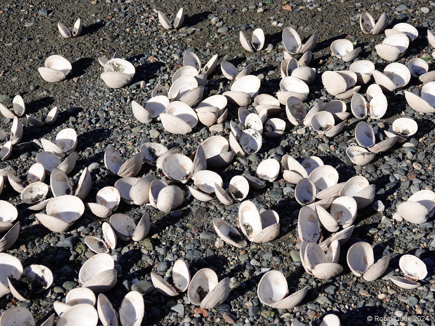 Solve Clam Shells jigsaw puzzle online with 63 pieces