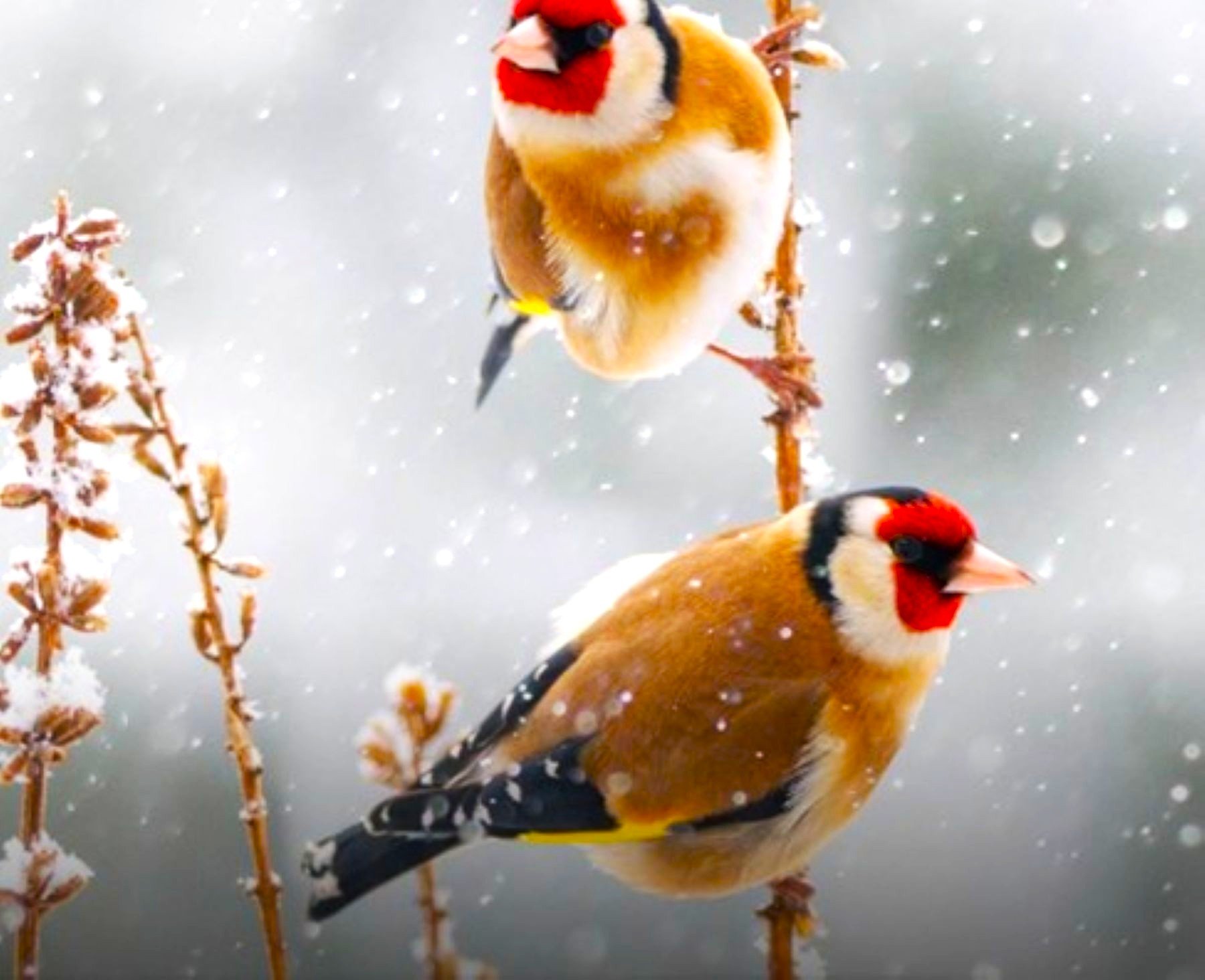 Solve European Goldfinches in the Orlicke Mountains, Czech Republic ...