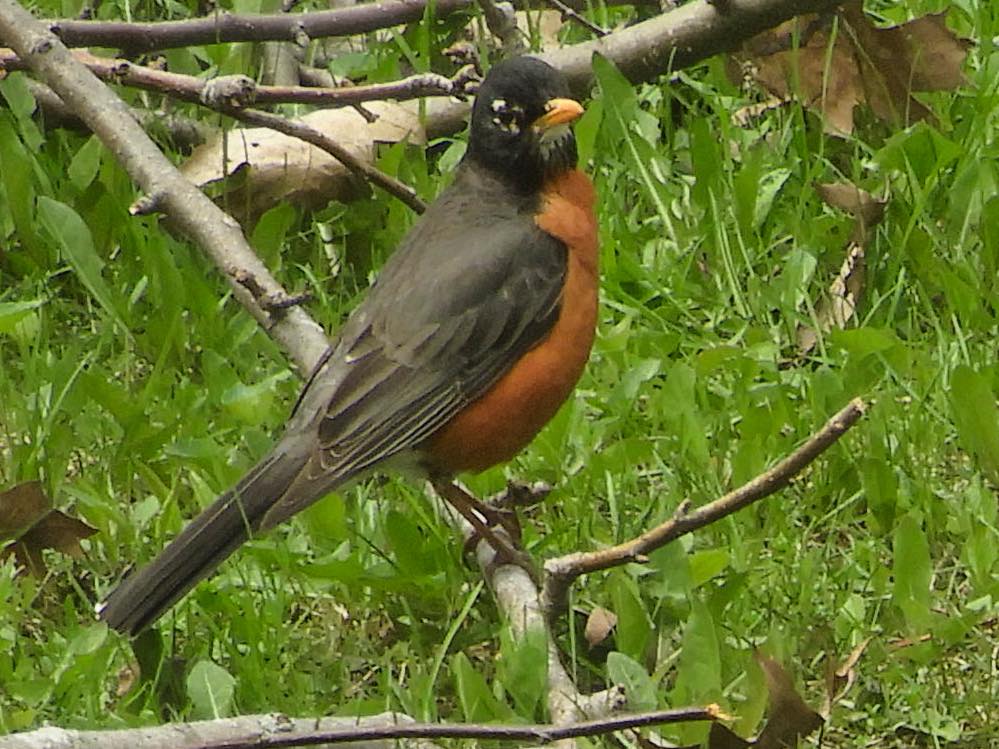 Solve Robin red-breast jigsaw puzzle online with 20 pieces