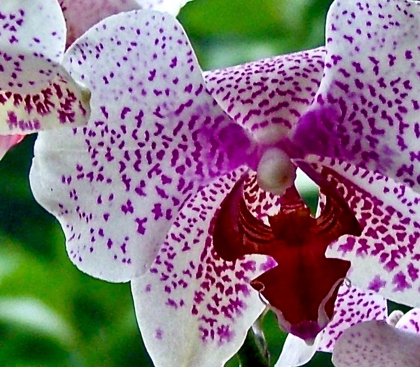 Solve Orchid jigsaw puzzle online with 99 pieces
